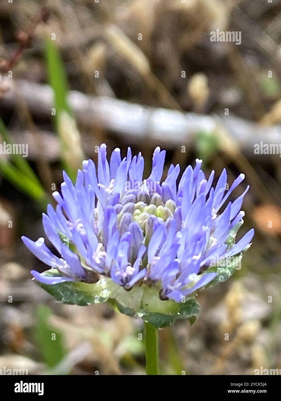 Sheep's-bit (Jasione montana) Plantae Stock Photo - Alamy