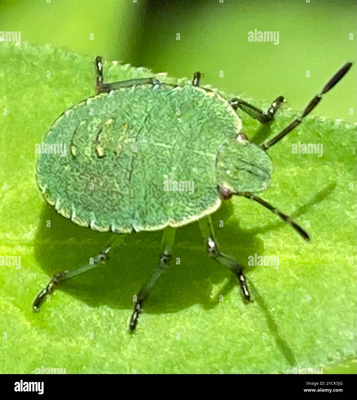 Green Shield Bug (Palomena prasina) Insecta Stock Photo - Alamy