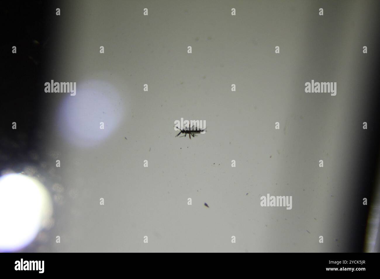 Biting Midges (Ceratopogonidae) Insecta Stock Photo - Alamy