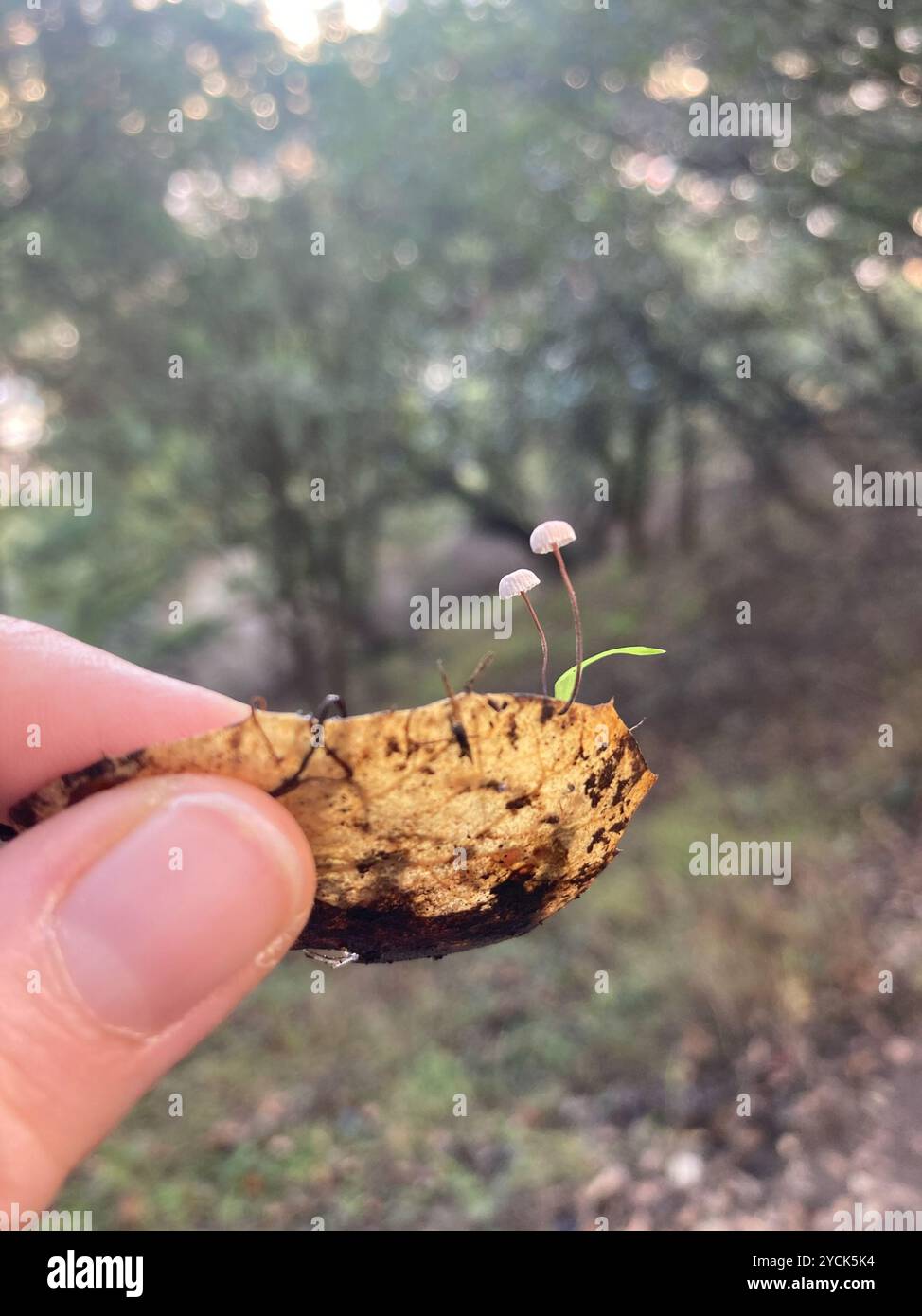 Oak-leaf Pinwheel (Collybiopsis quercophila) Fungi Stock Photo - Alamy