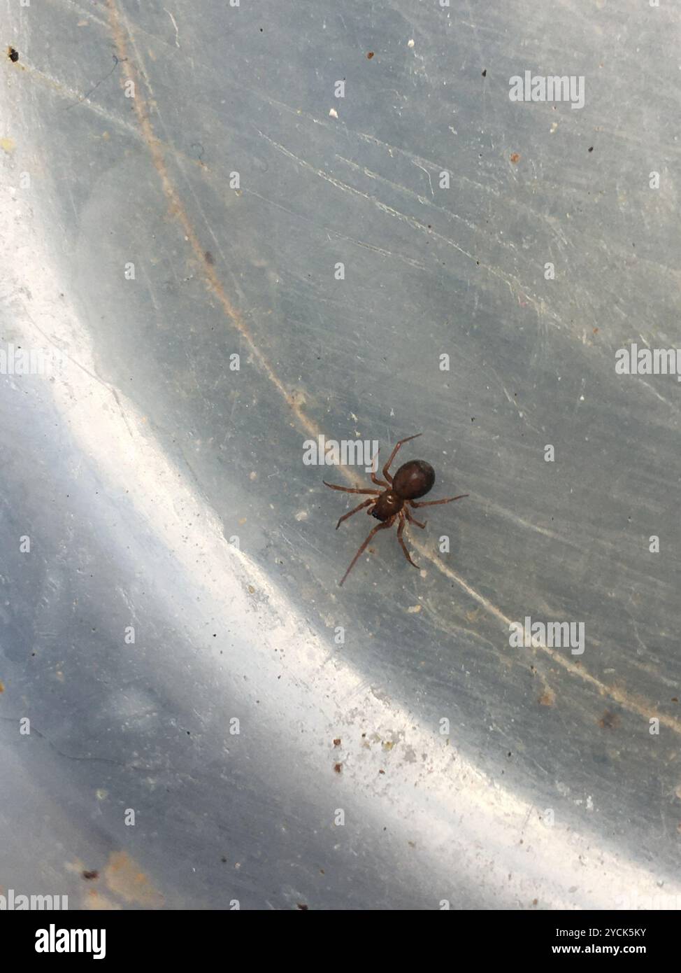 Sheetweb and Dwarf Weavers (Linyphiidae) Arachnida Stock Photo - Alamy