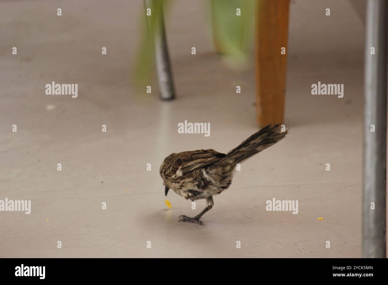 Long-tailed Mockingbird (Mimus longicaudatus) Aves Stock Photo - Alamy