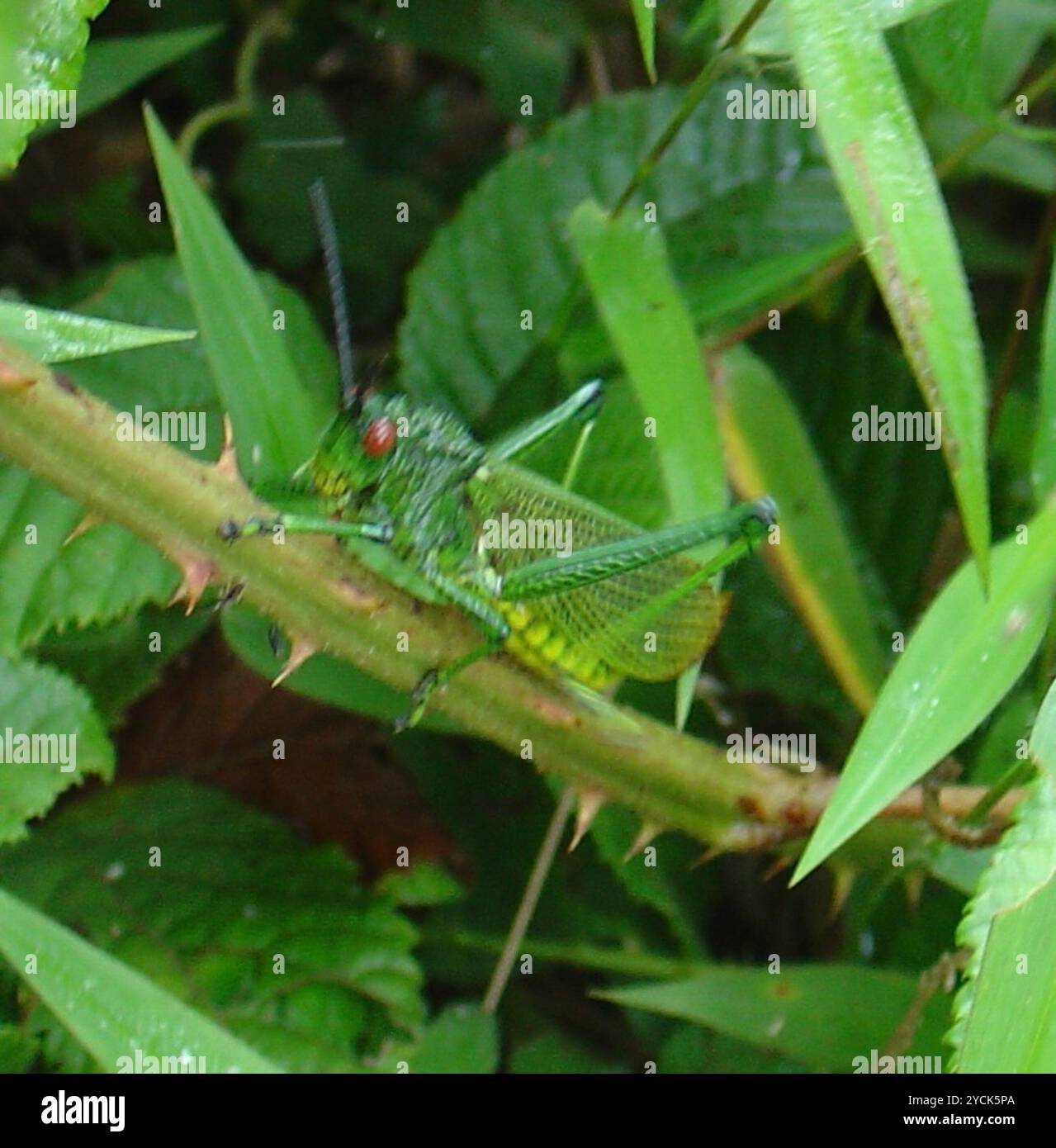 Phymateus viridipes hi-res stock photography and images - Alamy