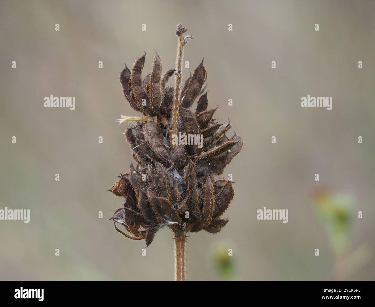 giant false sensitive plant (Mimosa diplotricha) Plantae Stock Photo ...