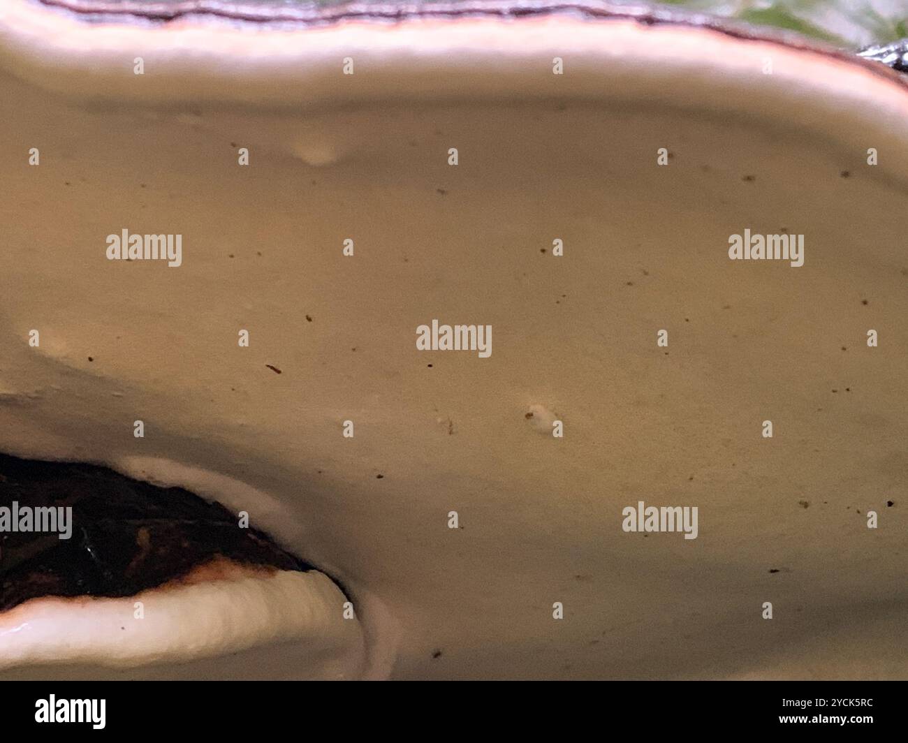 Red-banded Conks (Fomitopsis pinicola) Fungi Stock Photo - Alamy