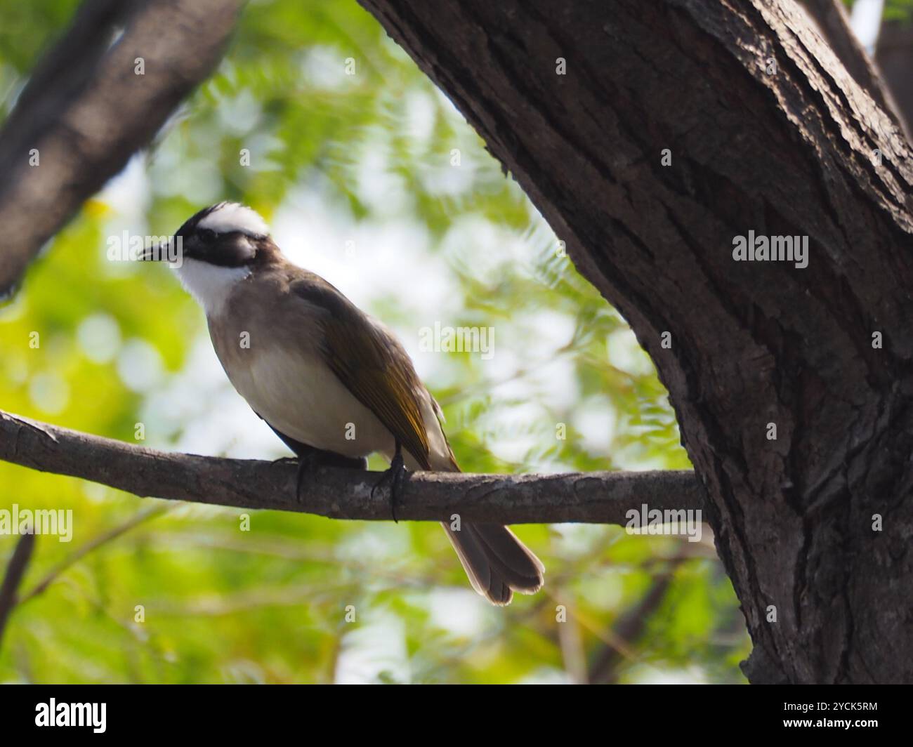 Taiwan Bulbul (Pycnonotus sinensis formosae) Aves Stock Photo - Alamy