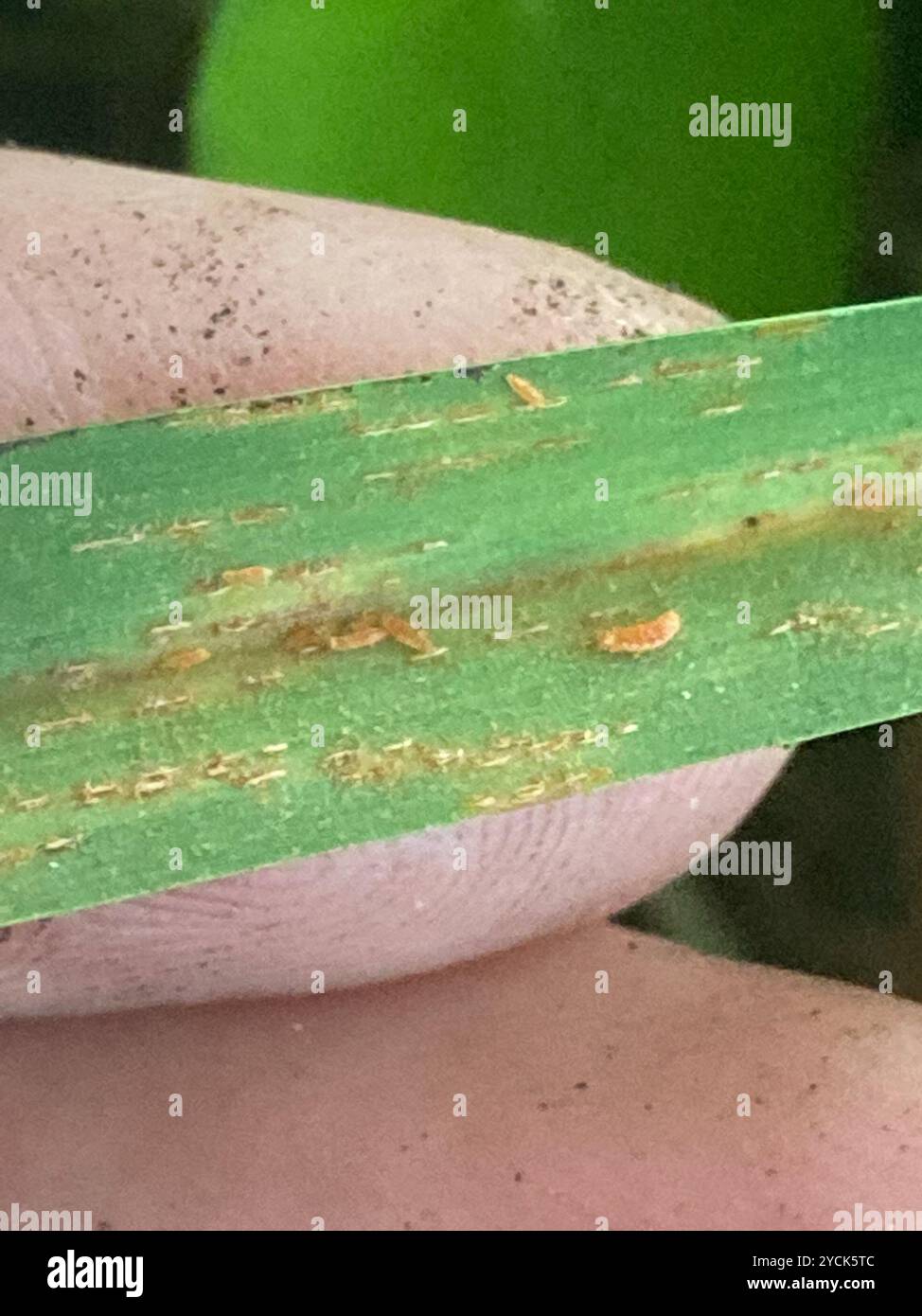 rust fungi (Pucciniales) Fungi Stock Photo - Alamy