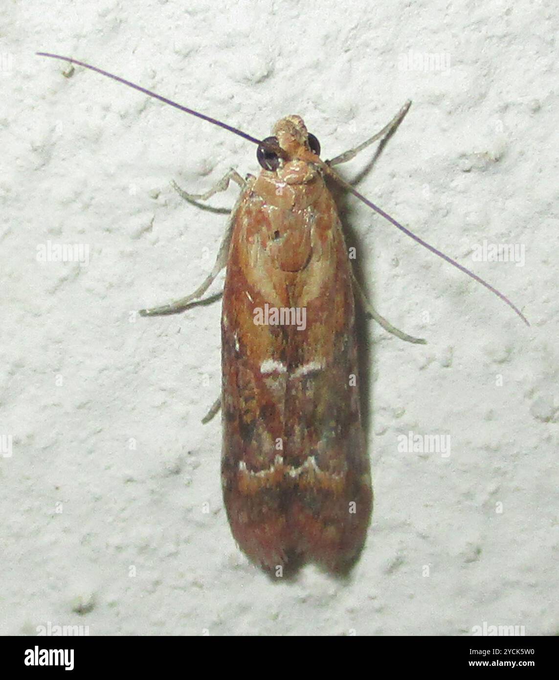 Knot-horn Moths (Phycitinae) Insecta Stock Photo - Alamy