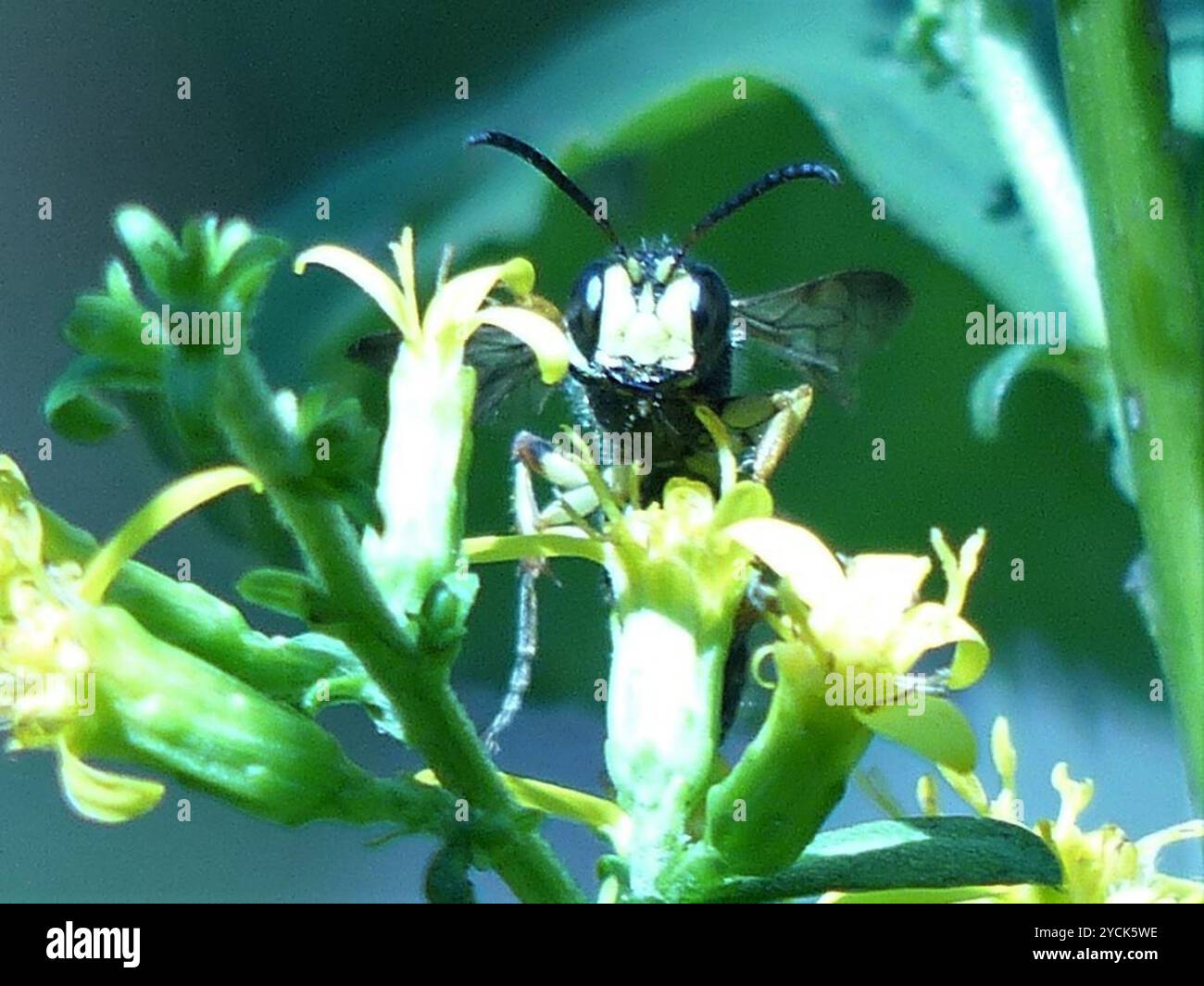 Typical Weevil Wasps and Allies (Cerceris) Insecta Stock Photo - Alamy