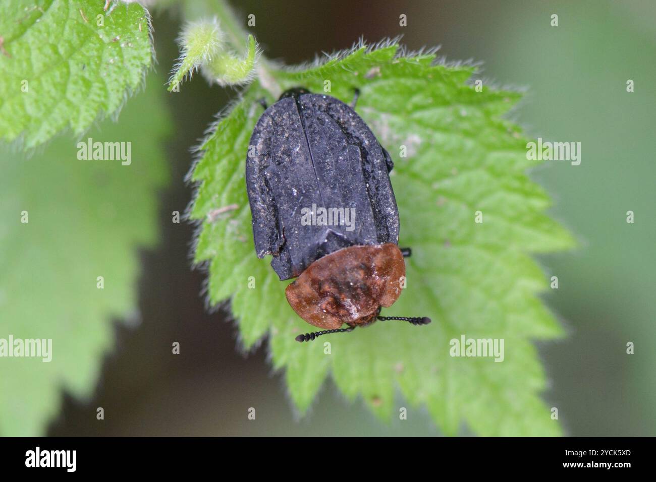 Red-breasted Carrion Beetle (Oiceoptoma thoracicum) Insecta Stock Photo ...