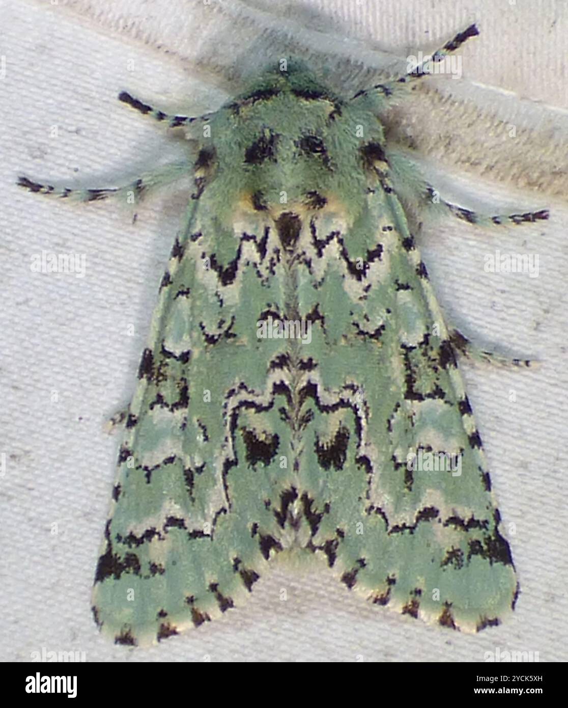 Major Sallow (Feralia major) Insecta Stock Photo - Alamy