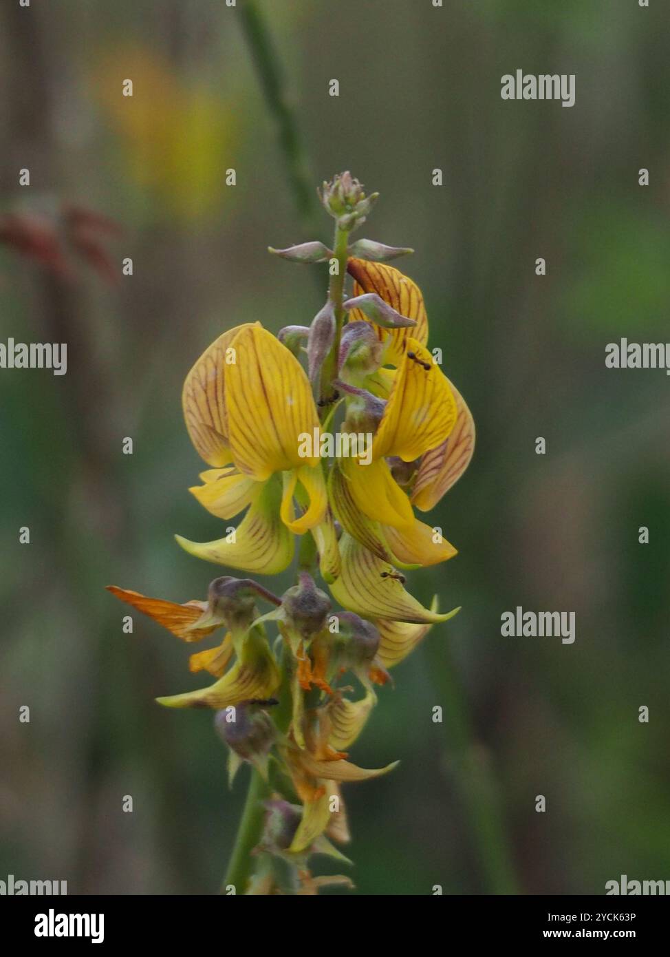 Streaked Rattlepod (Crotalaria pallida) Plantae Stock Photo - Alamy