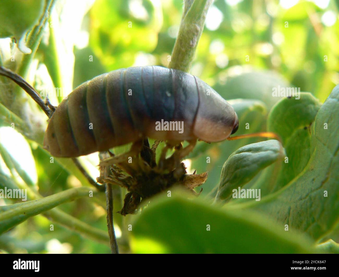 Cape Mountain Cockroach (Aptera fusca) Insecta Stock Photo - Alamy