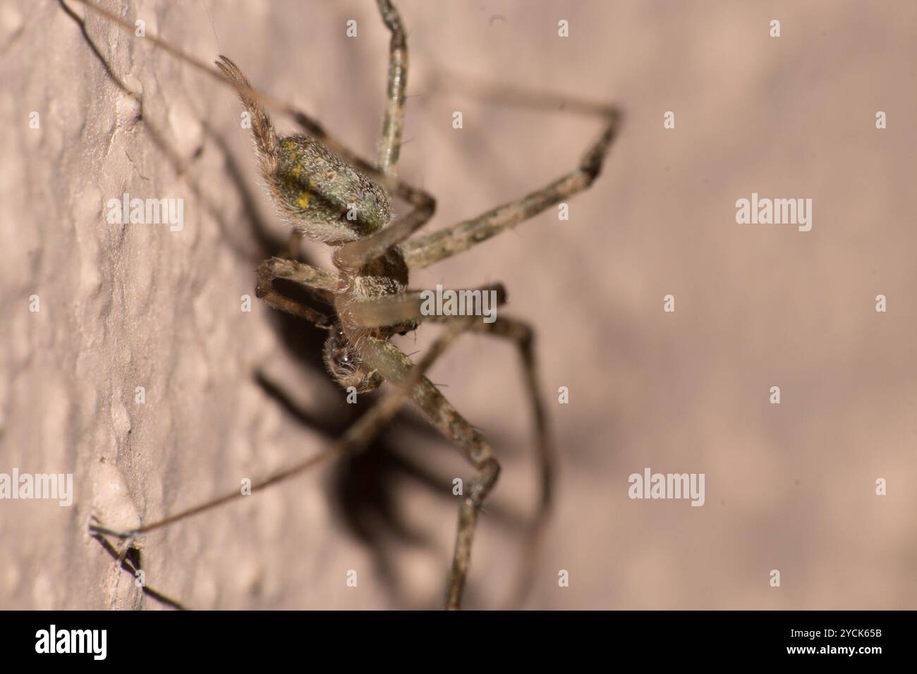 Two-tailed Spiders (Hersiliidae) Arachnida Stock Photo - Alamy