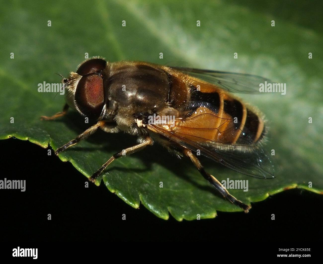 Eurasian Drone Fly (Eristalis arbustorum) Insecta Stock Photo - Alamy