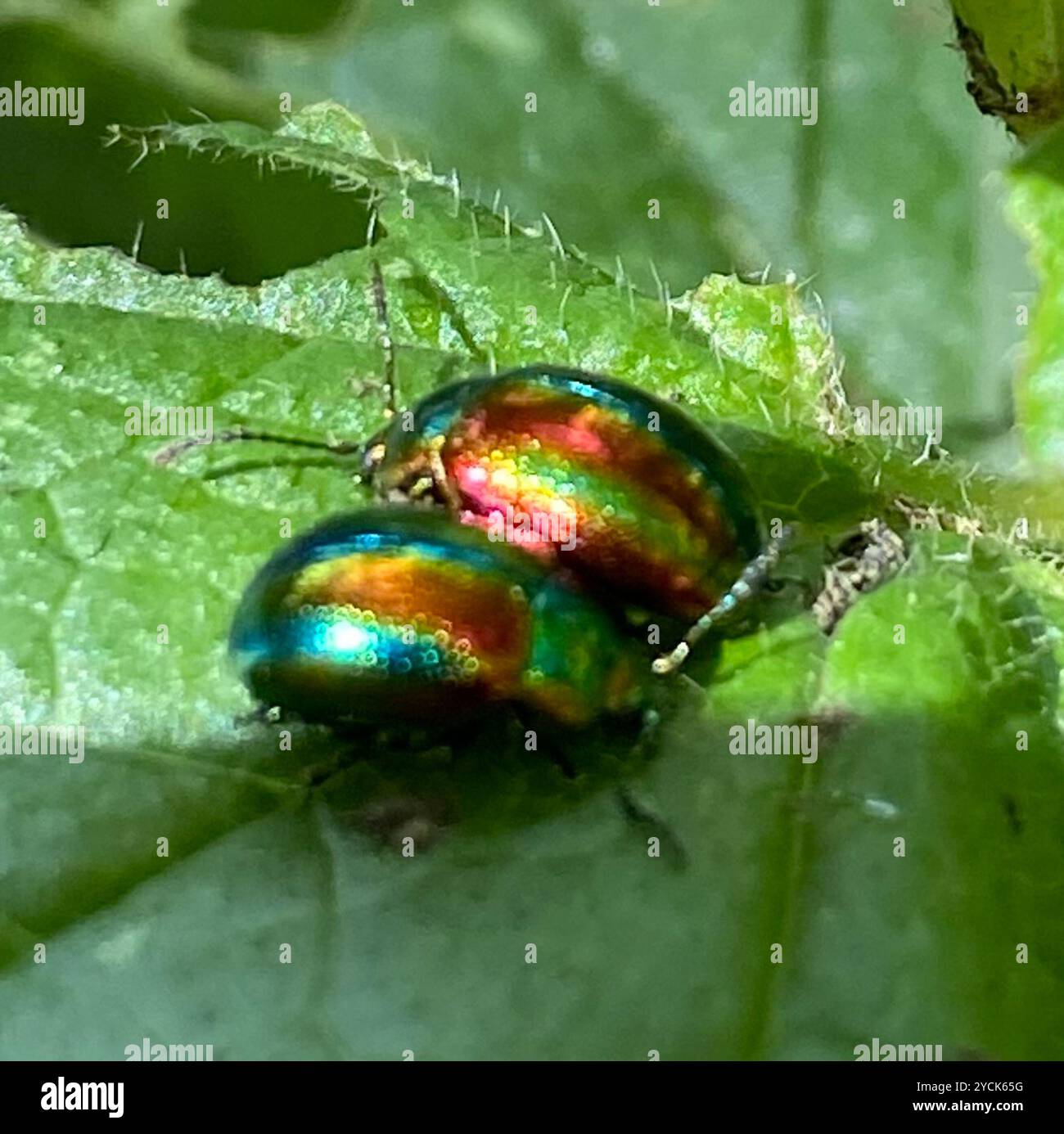 Dead-nettle Leaf Beetle (Fasta fastuosa) Insecta Stock Photo - Alamy