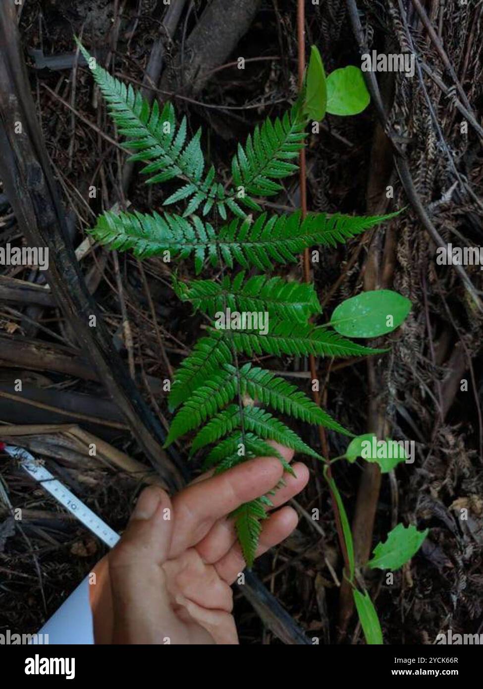 silver fern (Cyathea dealbata) Plantae Stock Photo - Alamy
