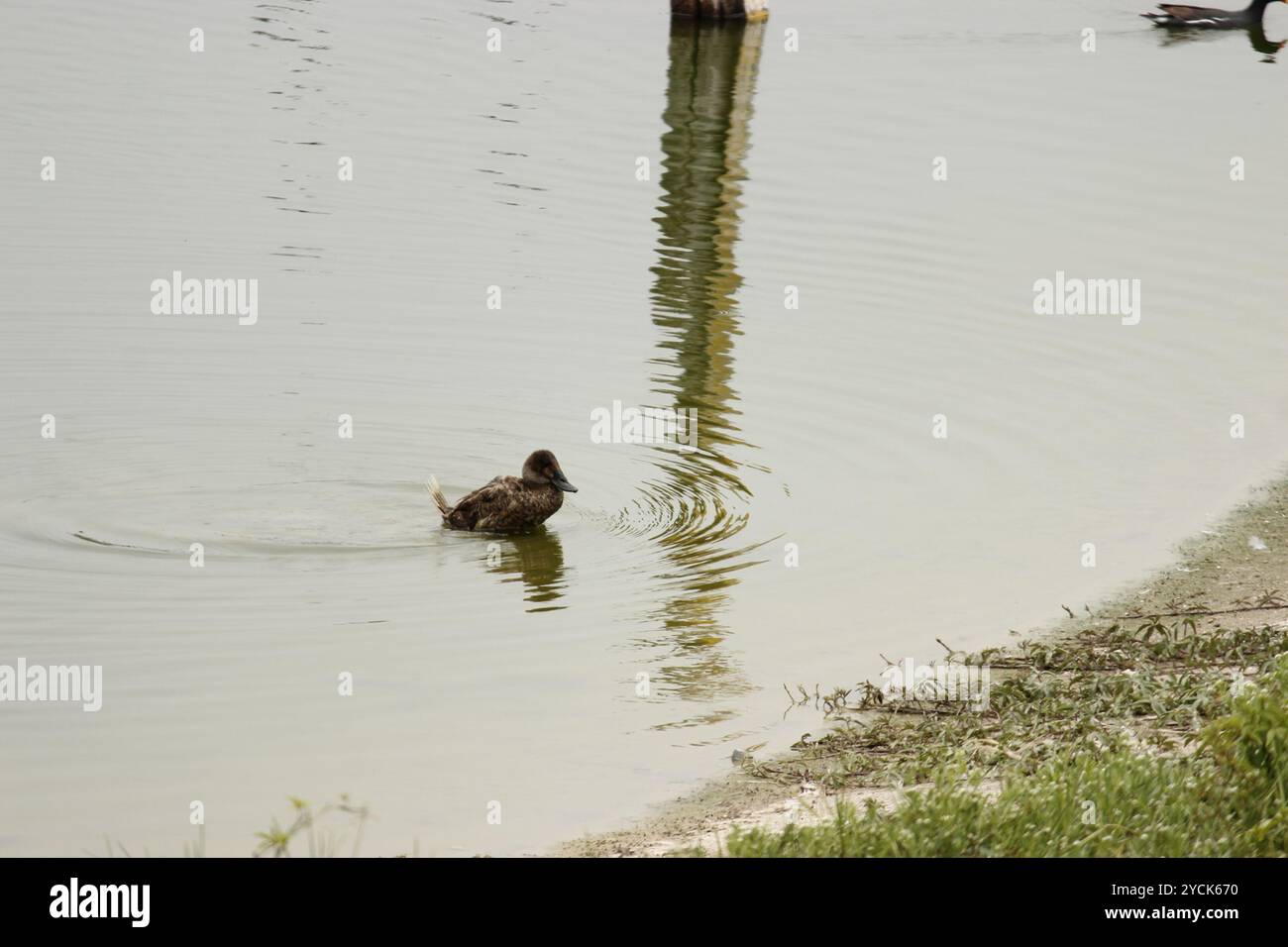 Andean Duck (Oxyura ferruginea) Aves Stock Photo - Alamy