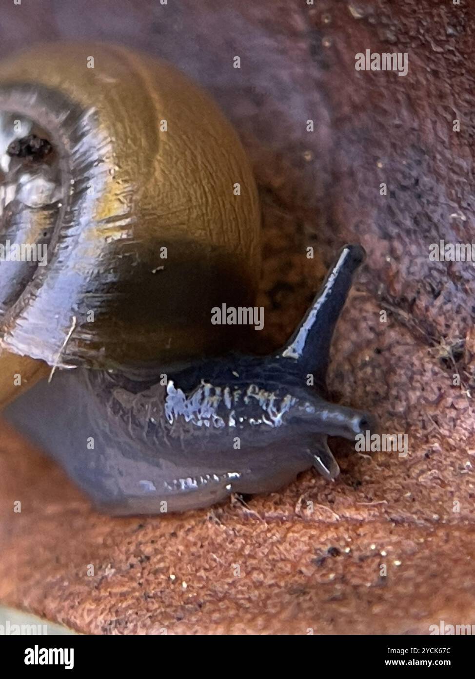 Oxychilus draparnaudi hi-res stock photography and images - Alamy