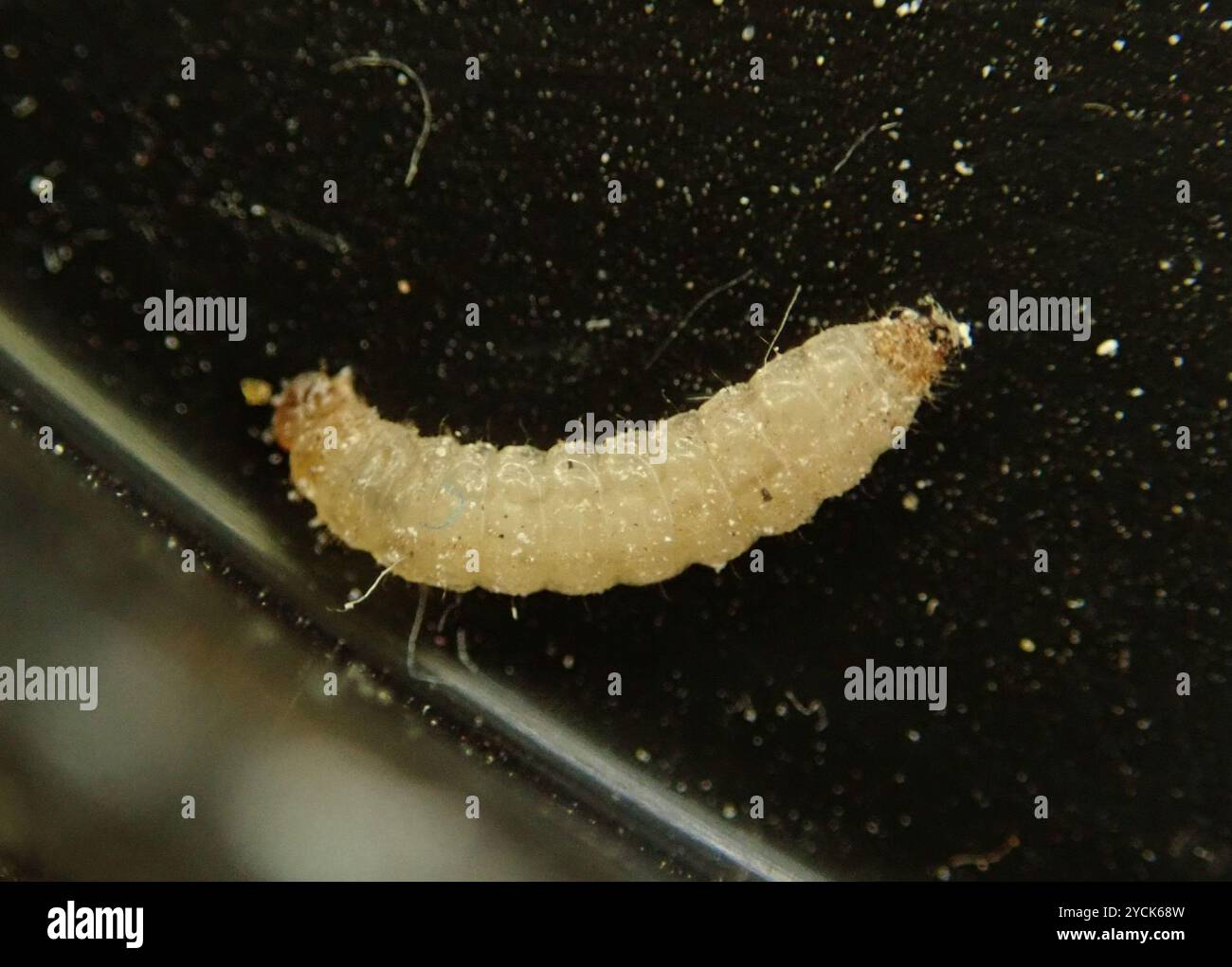 Flour-moths (Ephestia) Insecta Stock Photo - Alamy