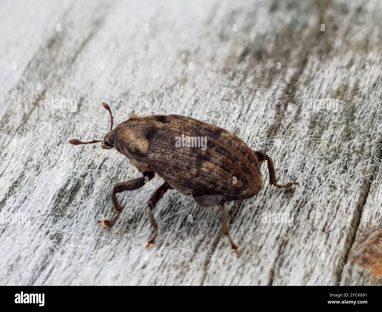 Pit Weevils (Psepholax) Insecta Stock Photo - Alamy