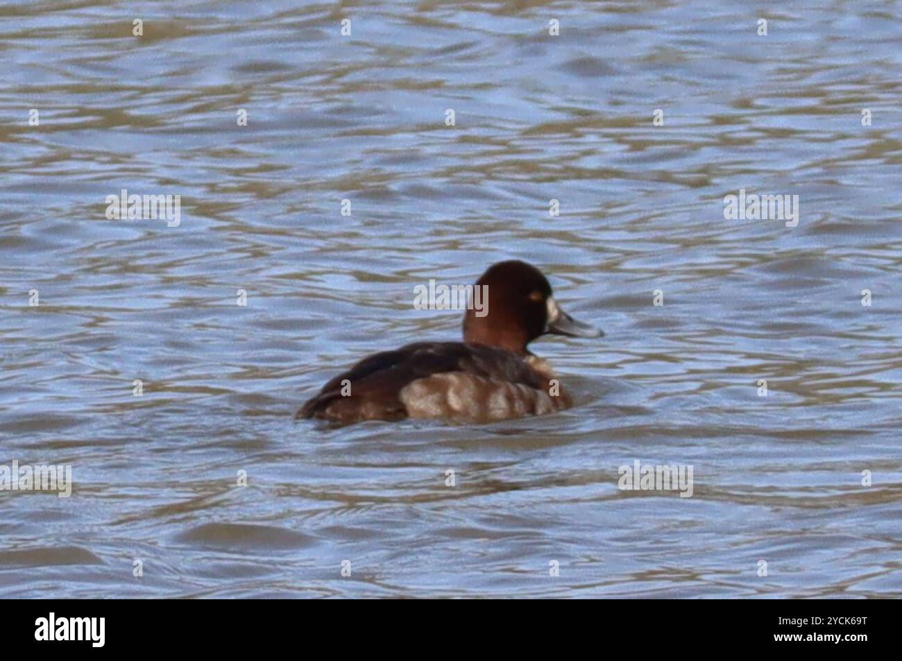 Lesser Scaup (Aythya affinis) Aves Stock Photo - Alamy