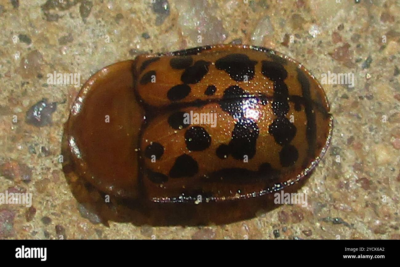 African Spotted Tortoise Beetle (Conchyloctenia punctata) Insecta Stock ...