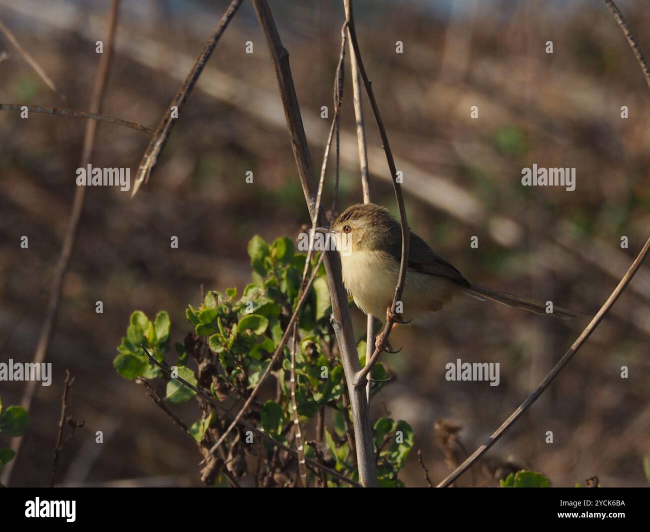 Plain prinia inornata aves hi-res stock photography and images - Alamy