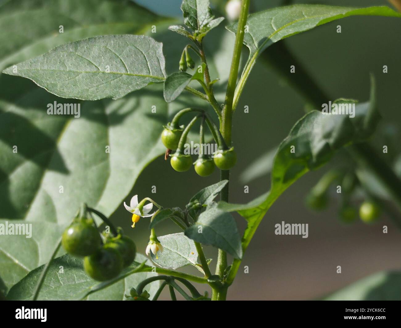 American black nightshade (Solanum americanum) Plantae Stock Photo - Alamy