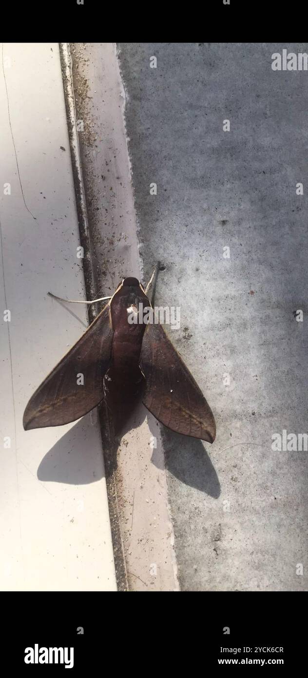 Coprosma Hawk Moth (Hippotion scrofa) Insecta Stock Photo - Alamy