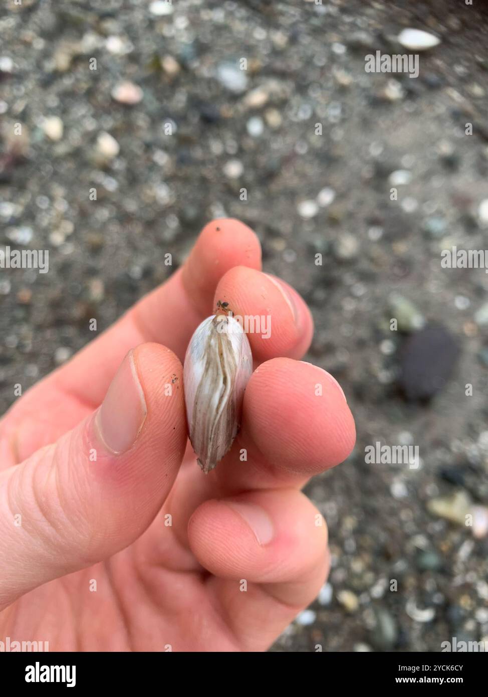 Bent-nosed Clam (Macoma nasuta) Mollusca Stock Photo - Alamy