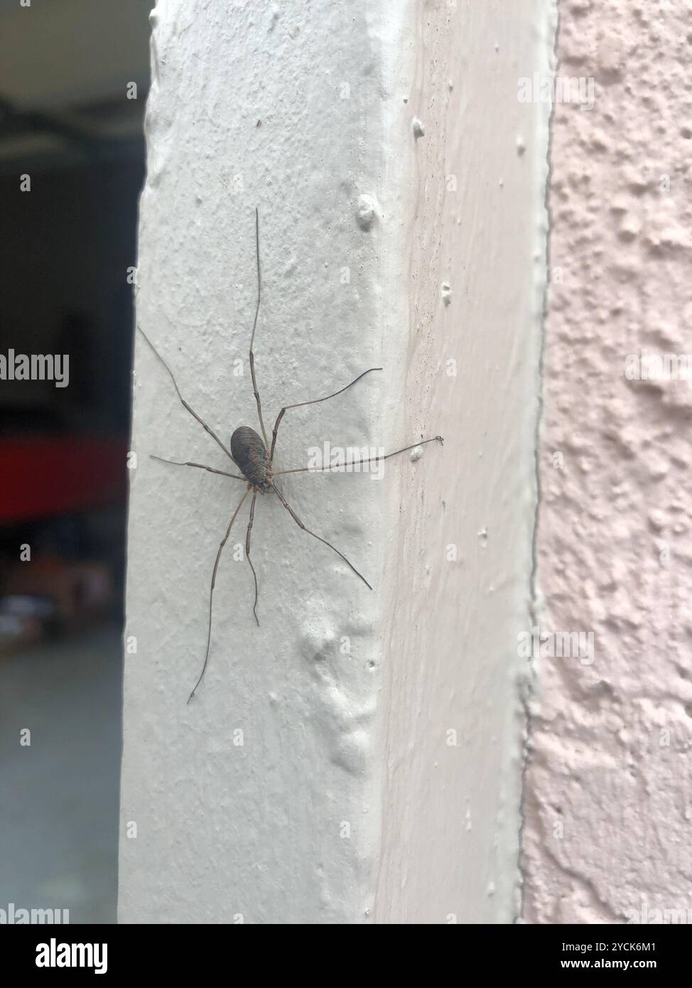 European Harvestman (Phalangium opilio) Arachnida Stock Photo - Alamy