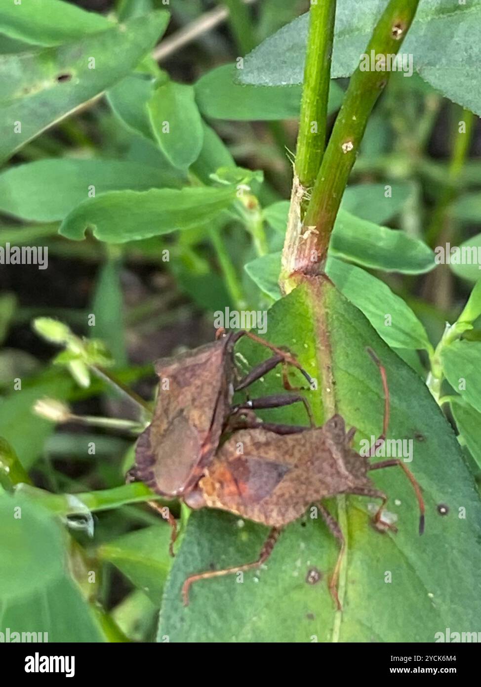 Dock Bug (Coreus marginatus) Insecta Stock Photo - Alamy