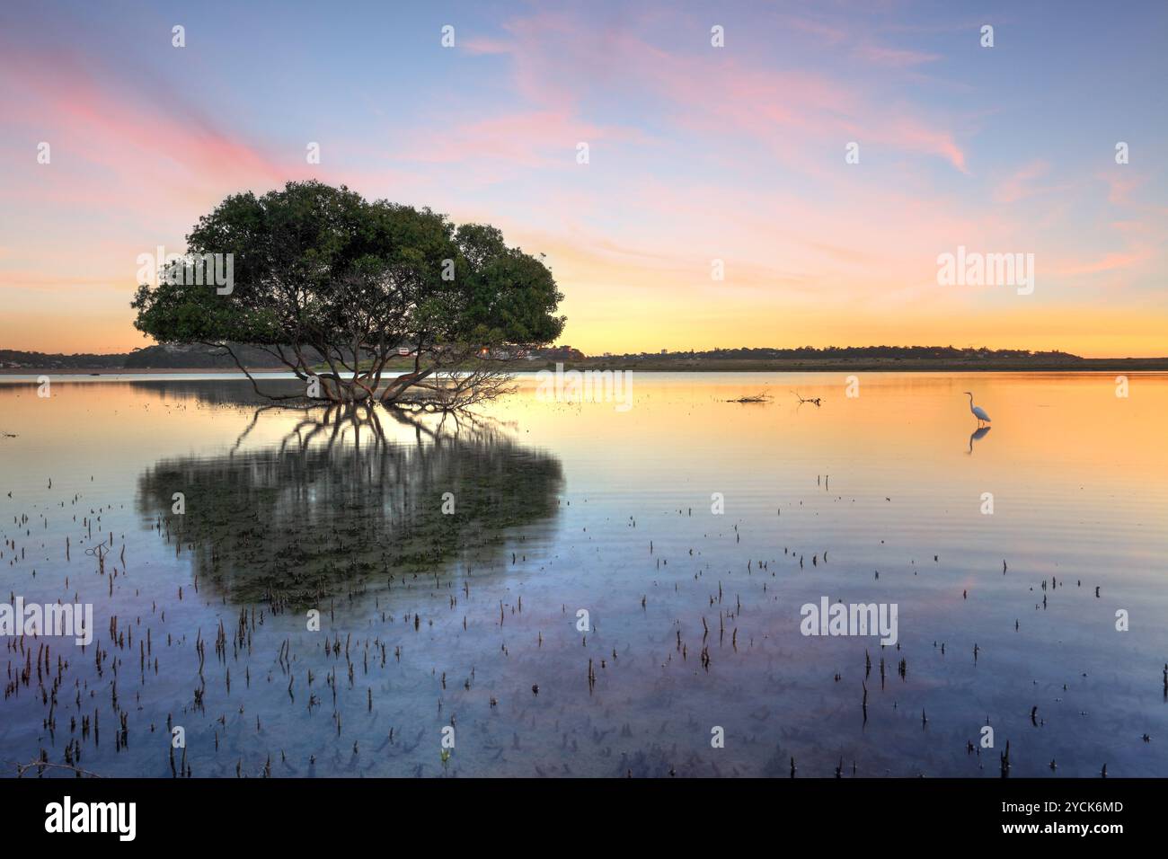 White mangrove hi-res stock photography and images - Alamy