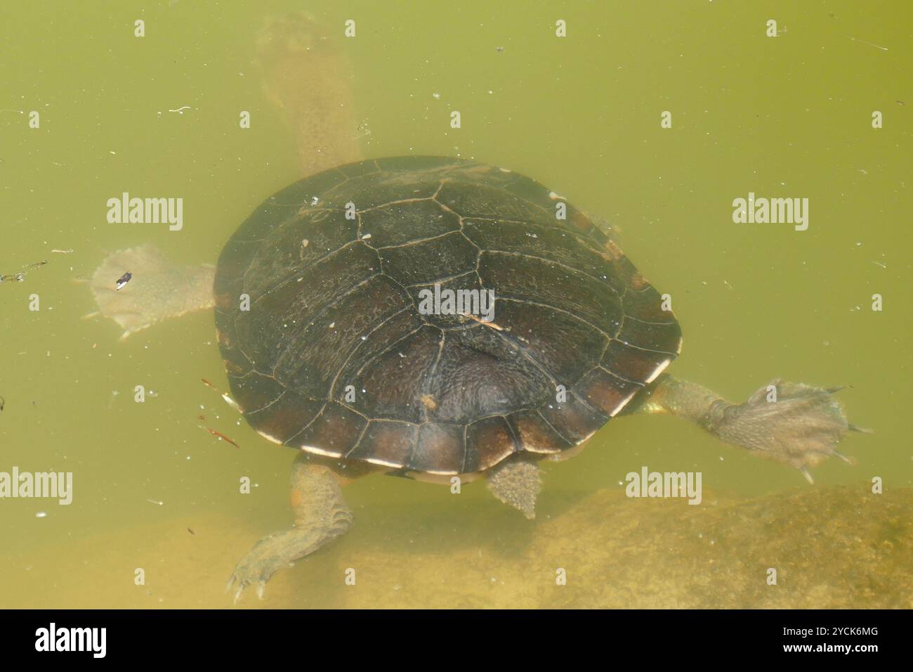 Eastern Short-necked Turtle (Emydura macquarii) Reptilia Stock Photo ...