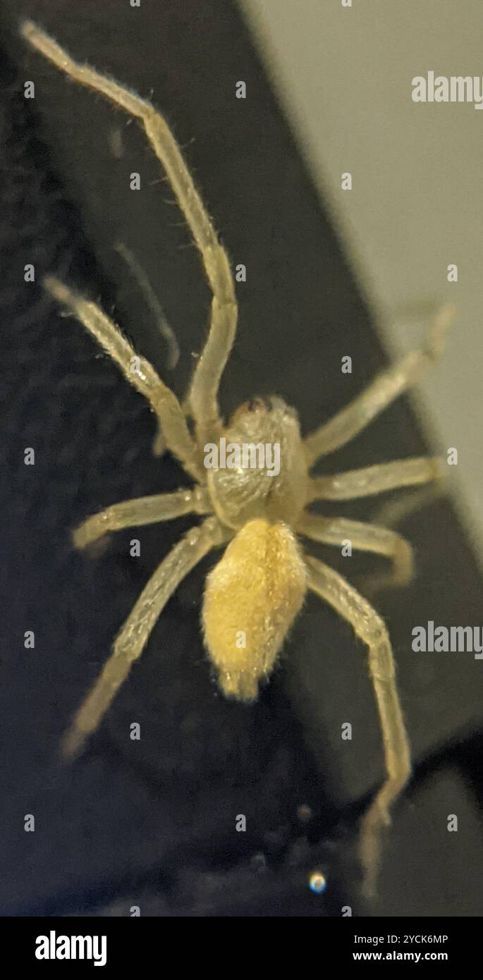 Northern Yellow Sac Spider (Cheiracanthium mildei) Arachnida Stock ...
