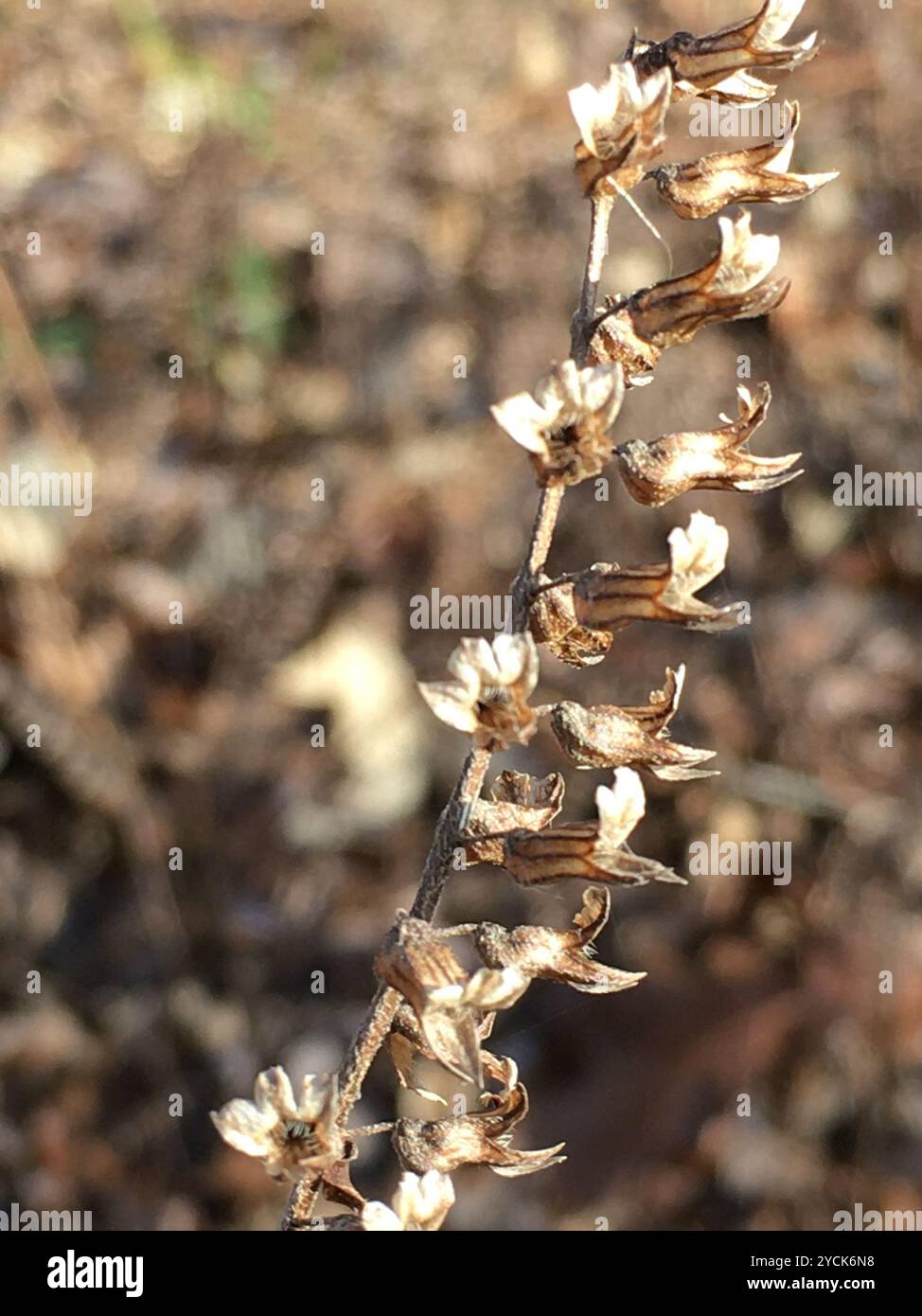 beefsteak plant (Perilla frutescens) Plantae Stock Photo - Alamy