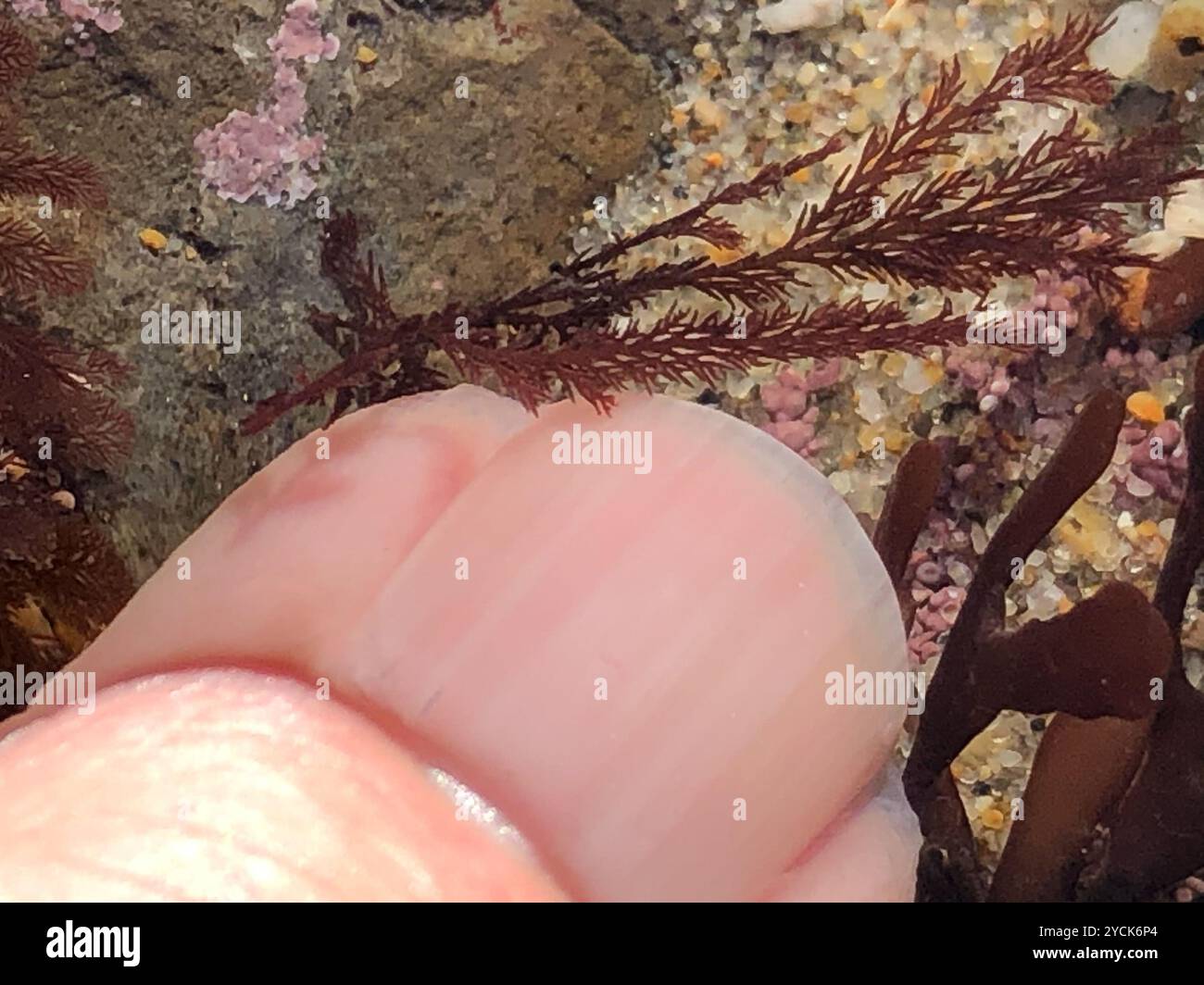red algae (Rhodophyta) Plantae Stock Photo - Alamy