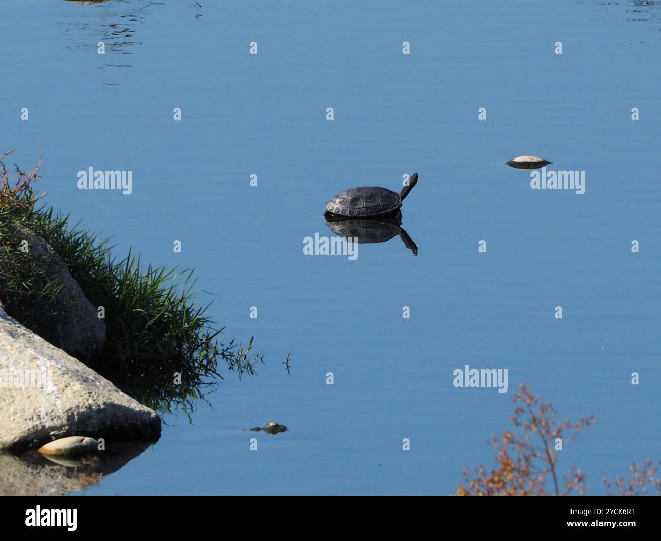 Common thread turtle (Mauremys sinensis) Reptilia Stock Photo - Alamy