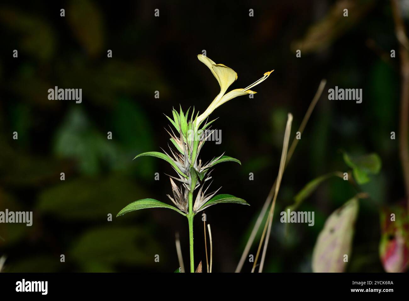 porcupine flower (Barleria prionitis) Plantae Stock Photo - Alamy