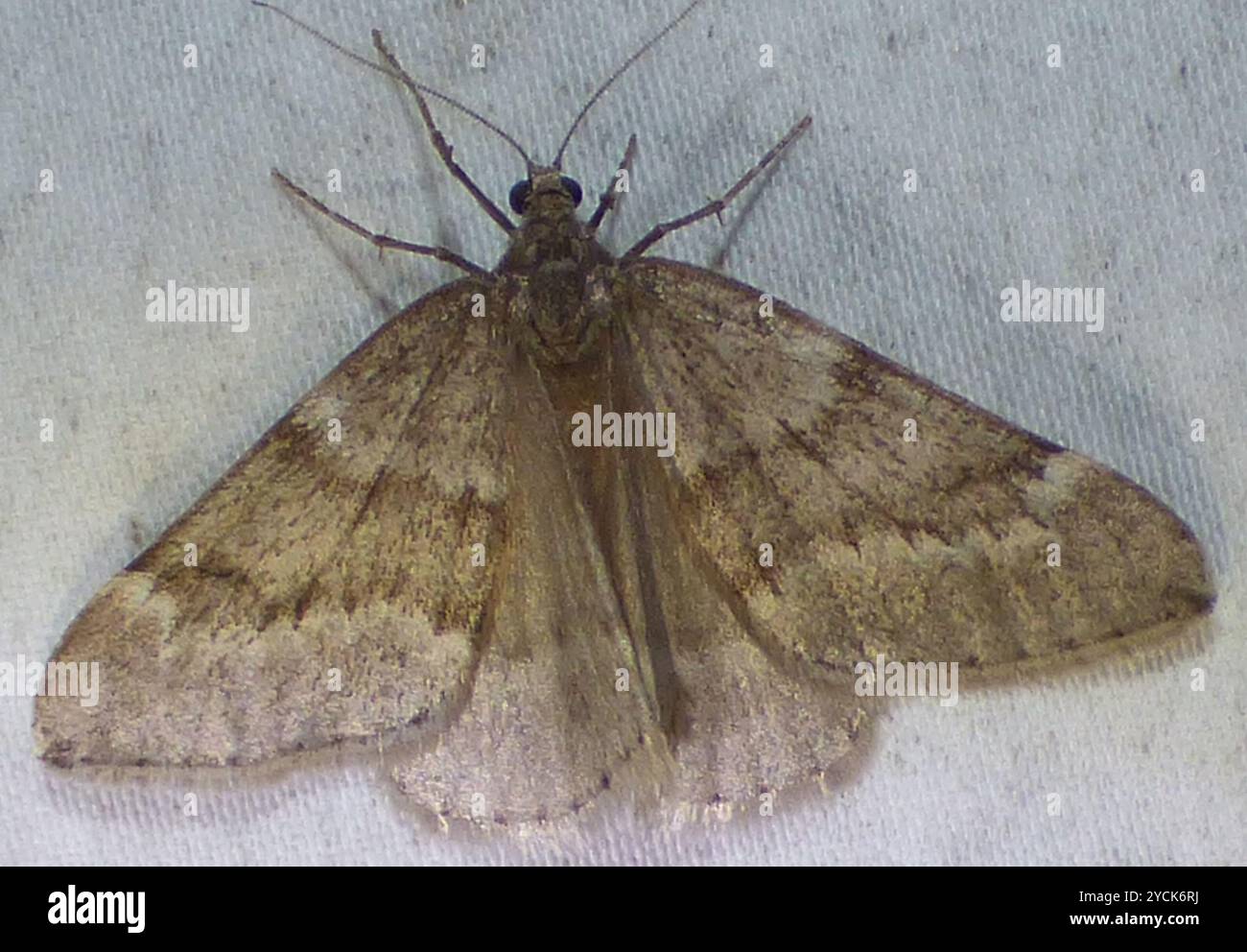Fall Cankerworm Moth (Alsophila pometaria) Insecta Stock Photo - Alamy
