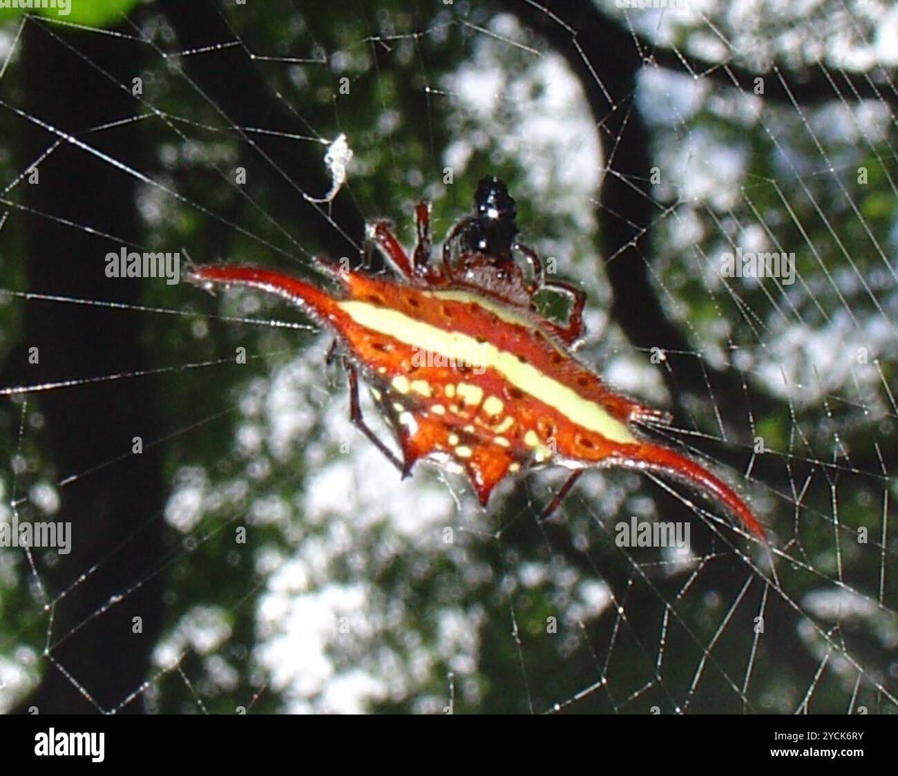 Longhorn Kitespider (Gasteracantha milvoides) Arachnida Stock Photo - Alamy