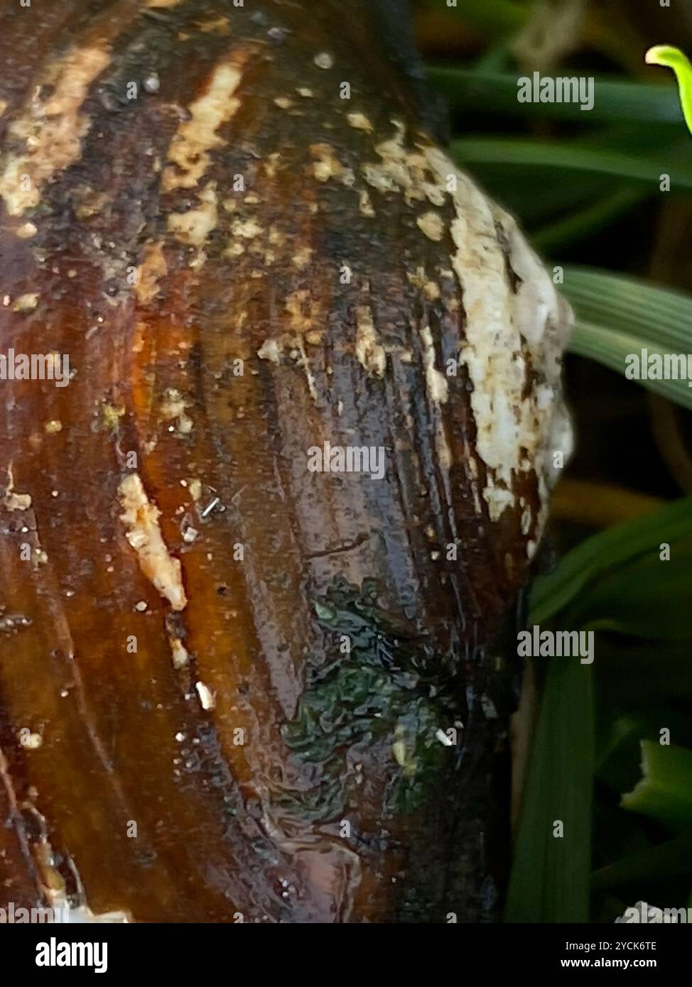 Swollen River-mussel (Unio tumidus) Mollusca Stock Photo - Alamy