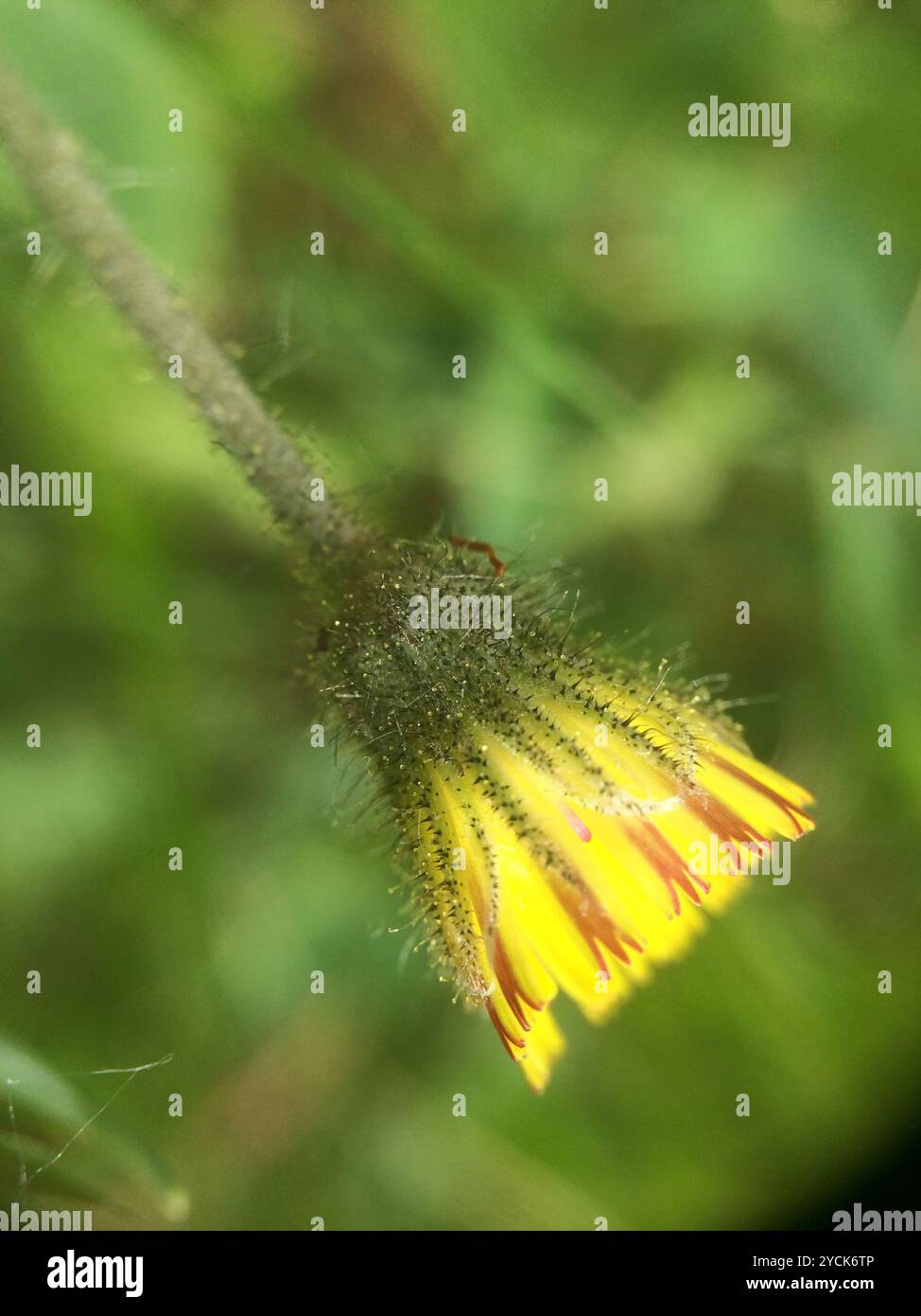mouse-eared hawkweed (Pilosella officinarum) Plantae Stock Photo - Alamy