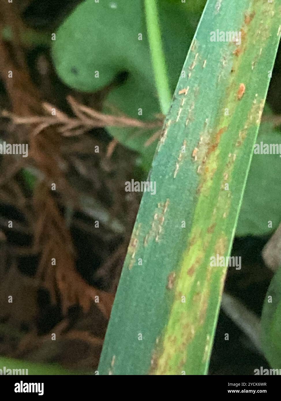 rust fungi (Pucciniales) Fungi Stock Photo - Alamy