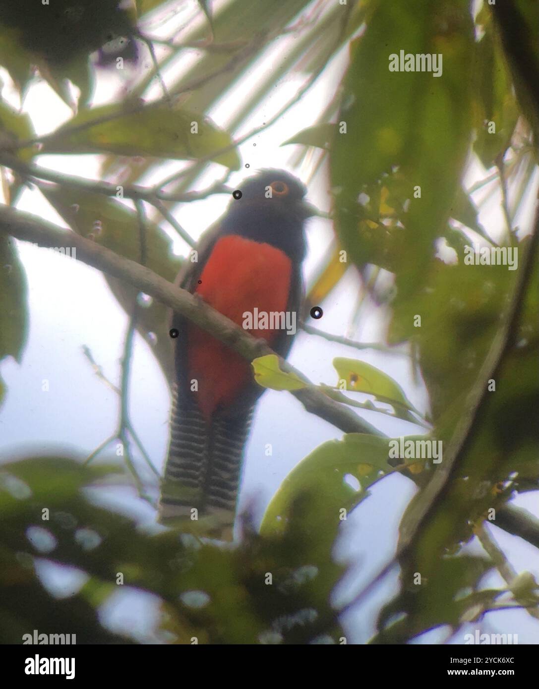 Blue-crowned Trogon (Trogon curucui) Aves Stock Photo - Alamy