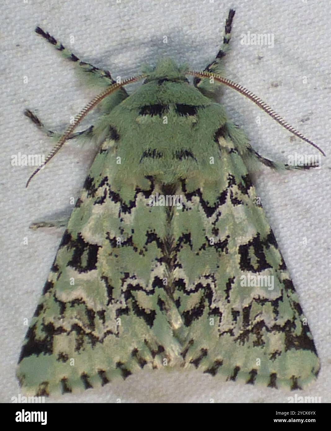 Major Sallow (Feralia major) Insecta Stock Photo - Alamy