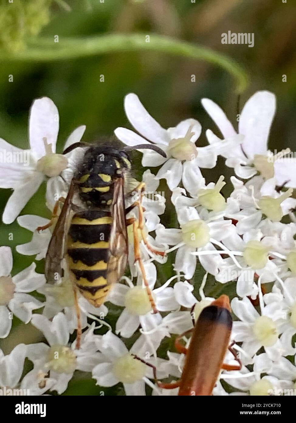 Common European Yellowjacket (Vespula vulgaris) Insecta Stock Photo - Alamy