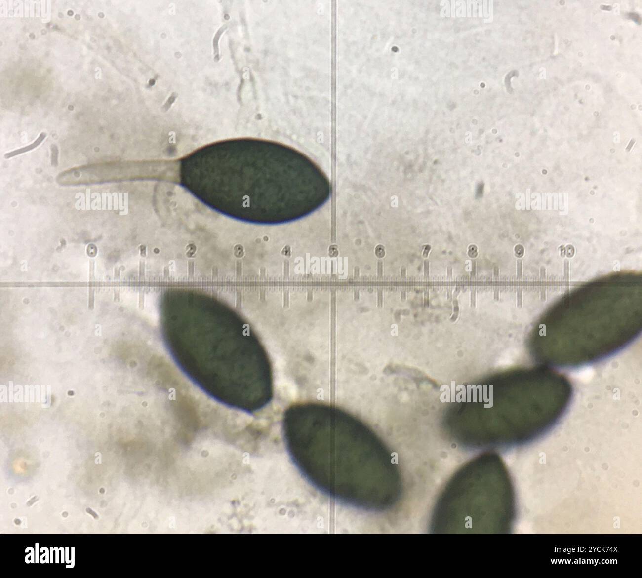 Podospora anserina hi-res stock photography and images - Alamy