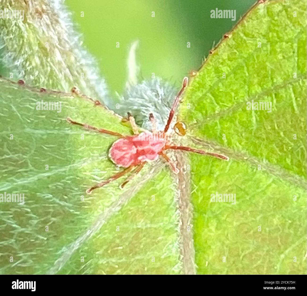 Mites and Ticks (Acari) Arachnida Stock Photo - Alamy